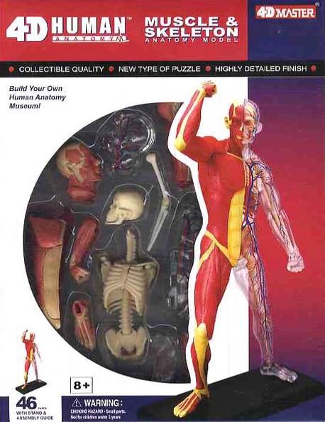 4D HUMAN MUSCLE SKELETON ANATOMY MODEL(완구/교구) | 4D MASTER 편집부 - 교보문고