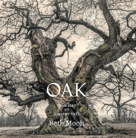 Oak | Moon, Beth - 교보문고