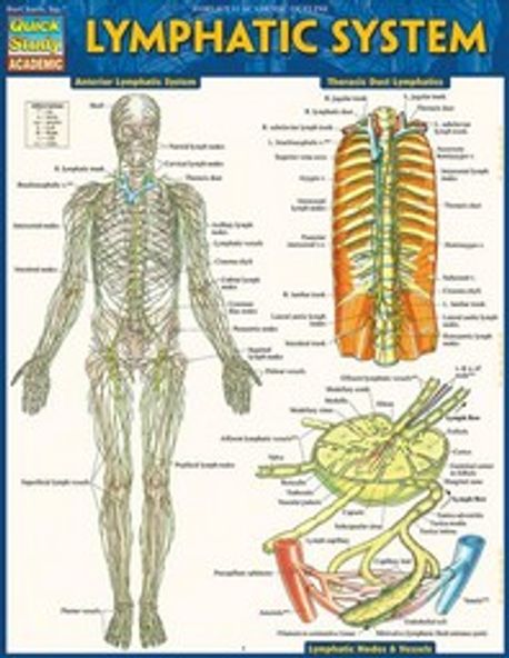 Lymphatic System | Barcharts, Inc. (COR) - 교보문고