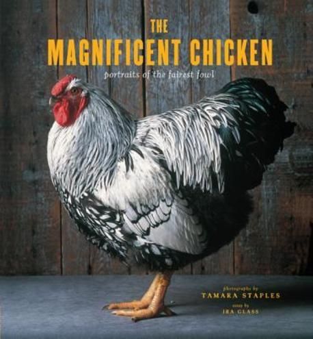 The Magnificent Chicken | Chronicle Books (CA) - 교보문고