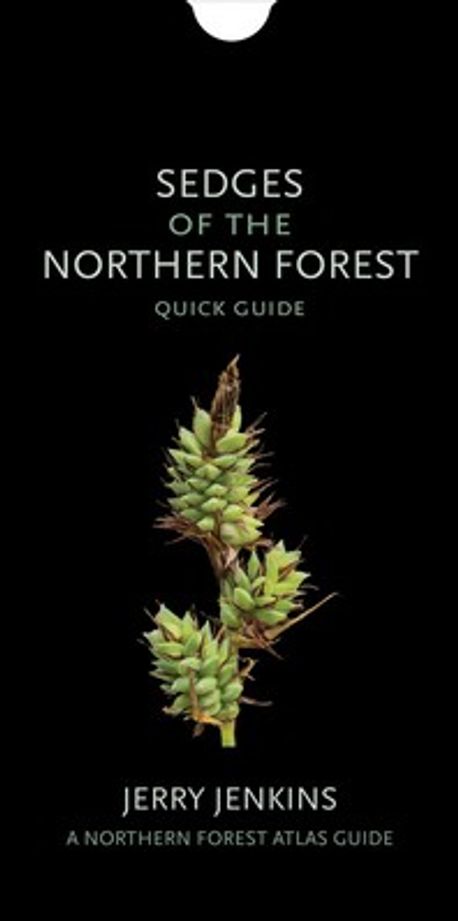 Sedges of the Northern Forest | Jenkins, Jerry - 교보문고