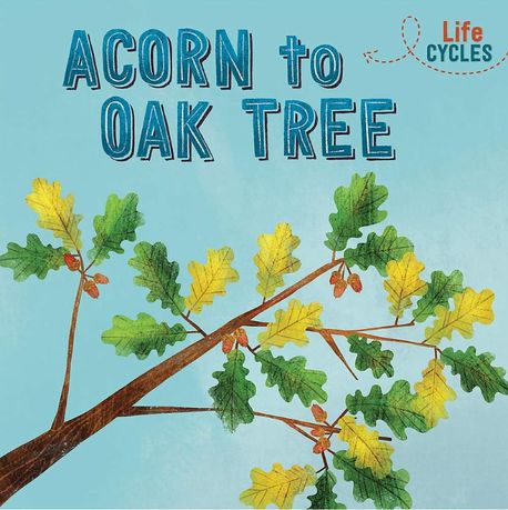Life Cycles: Acorn to Oak Tree | Rachel Tonkin - 교보문고