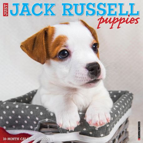 Just Jack Russell Puppies 2024 12 X 12 Wall Calendar | Willow Creek ...