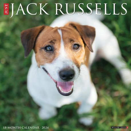 Just Jack Russells 2024 12 X 12 Wall Calendar | Willow Creek Press - 교보문고