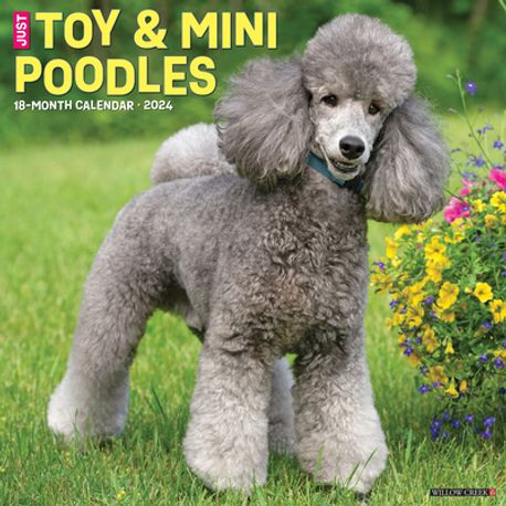 Just Toy & Miniature Poodles 2024 12 X 12 Wall Calendar | Willow Creek ...