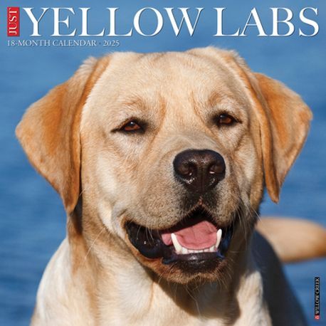 Just Yellow Labs 2025 12 X 12 Wall Calendar | Willow Creek Press - 교보문고