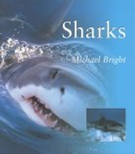 Sharks | Michael Bright - 교보문고