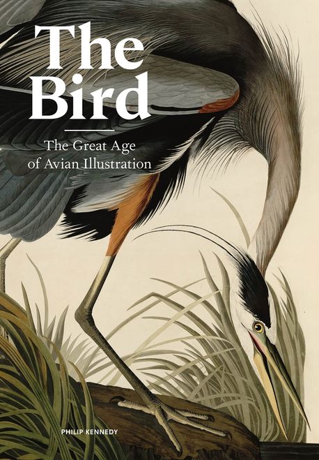 The Bird | Philip Kennedy - 교보문고