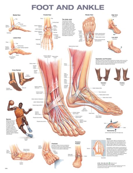 Foot and Ankle Anatomical Chart | - 교보문고