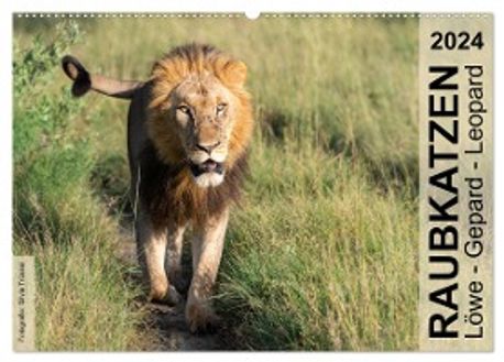 Raubkatzen - Loewe, Gepard, Leopard (Wandkalender 2024 DIN A2 quer ...