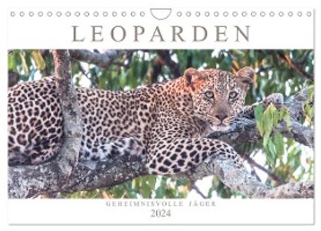 Leoparden - Geheimnisvolle Jaeger (Wandkalender 2024 DIN A4 quer ...