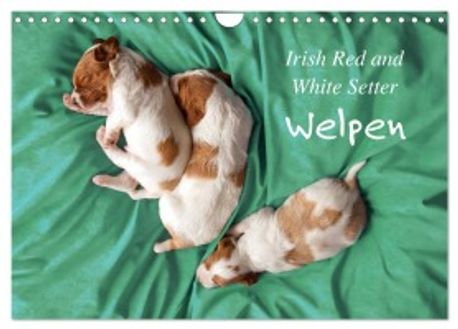 Irish Red and White Setter Welpen (Wandkalender 2025 DIN A4 quer ...