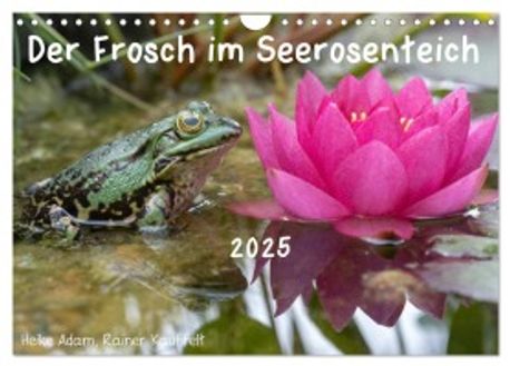 Der Frosch im Seerosenteich (Wandkalender 2025 DIN A4 quer), CALVENDO ...