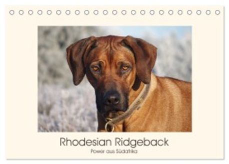 Rhodesian Ridgeback Power aus Suedafrika (Tischkalender 2025 DIN A5 ...