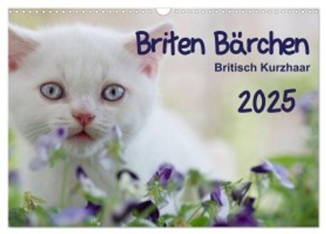 Briten Baerchen ? Britsch Kurzhaar 2025 (Wandkalender 2025 DIN A3 quer ...