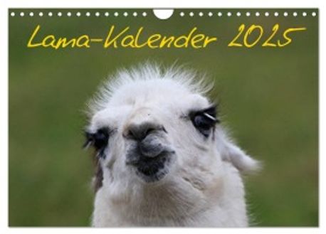 Lama-Kalender 2025 (Wandkalender 2025 DIN A4 quer), CALVENDO ...