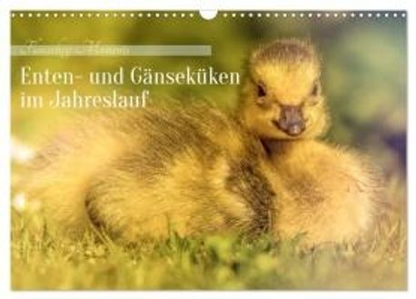 Flauschige Momente! Enten- und Gaensekueken im Jahreslauf (Wandkalender ...