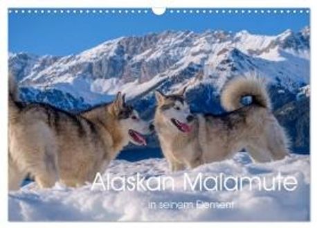 Alaskan Malamute in seinem Element (Wandkalender 2026 DIN A3 quer ...