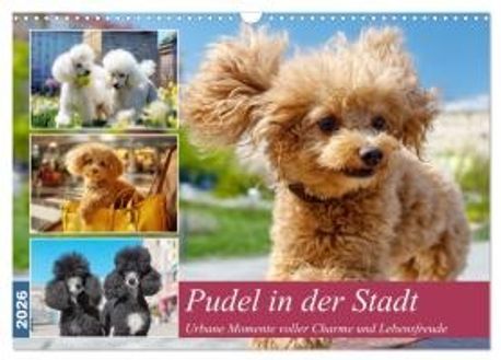 Pudel in der Stadt. Urbane Momente voller Charme und Lebensfreude ...