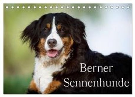 Berner Sennenhunde (Tischkalender 2026 DIN A5 quer), CALVENDO ...
