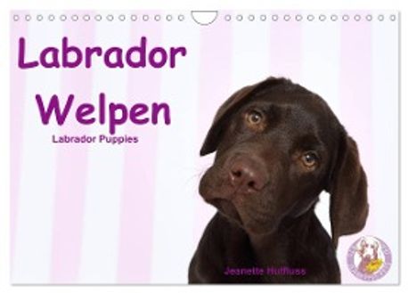 Labrador Welpen - Labrador Puppies (Wandkalender 2024 DIN A4 quer ...