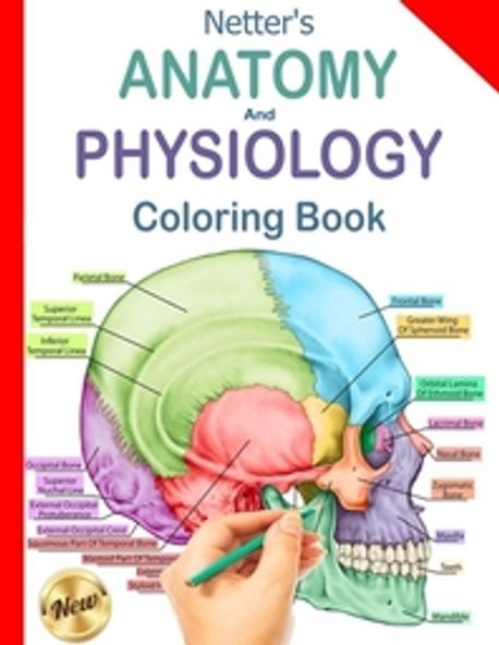 Netter's Anatomy and Physiology Coloring Book | Books Nes - 교보문고