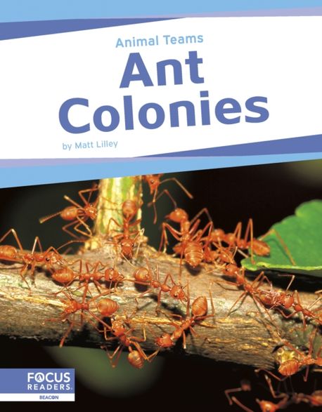 Ant Colonies | Lilley, Matt - 교보문고