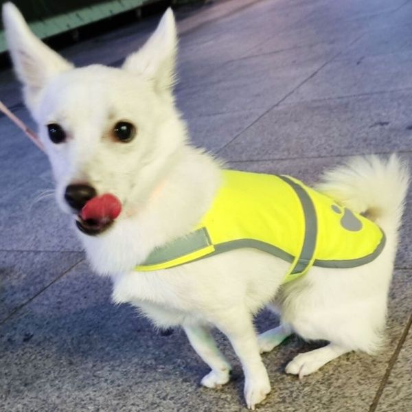 hplusmall 반려견 반사 조끼 M 형광조끼 야간 랜덤색상 강아지[W - 핫트랙스