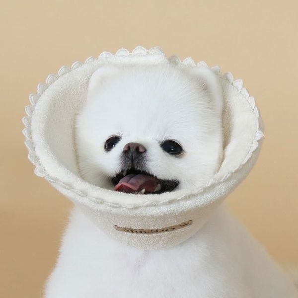 hplusmall 도그포즈 오가닉 넥카라M(WD14F61) - 핫트랙스