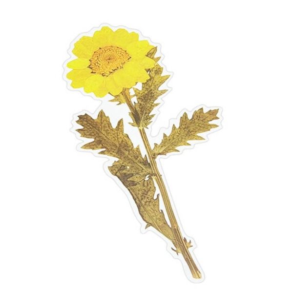 hplusmall 빈티지다꾸 압화 스티커 드라이플라워스티커 H 세트[W - 핫트랙스