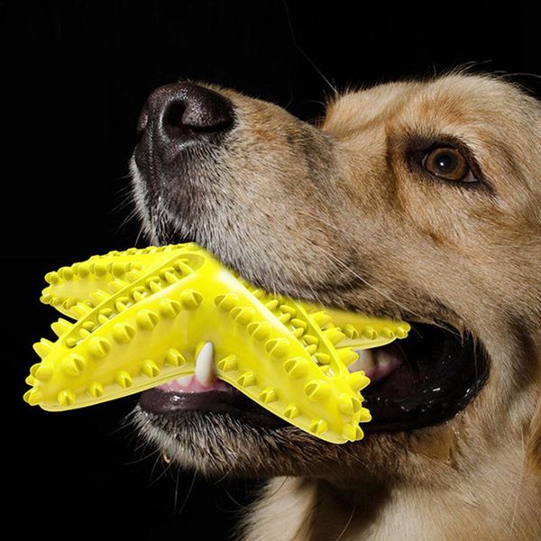 hplusmall 불가사리 애견 치석제거 치카 WD4AFDA - 핫트랙스