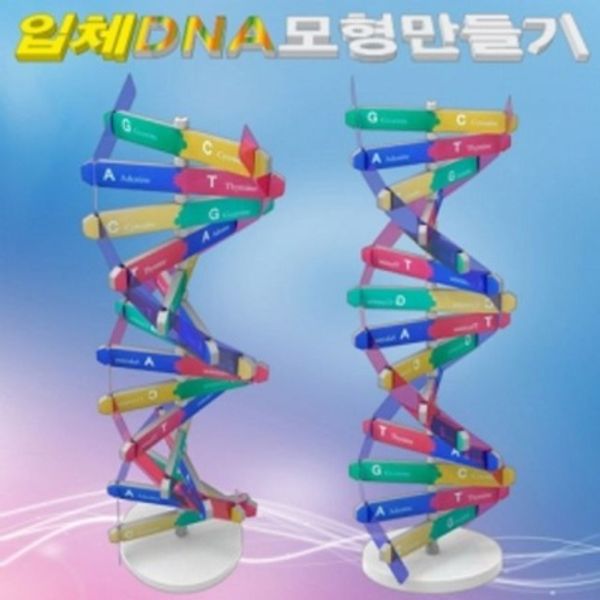 hplusmall 뉴 DNA 입체 모형 만들기 10인용 - 핫트랙스