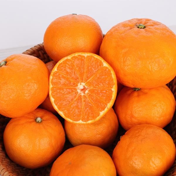 mimi's bobsang 15brix이상 고당도 제주 설국향 3kg (18-30과) - 핫트랙스