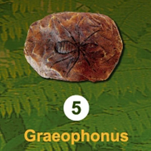 EDUCATIONAL 곤충화석발굴 - 고대거미 Graeophonus [IF5] - 핫트랙스