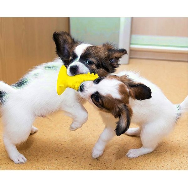 hplusmall 노란선인장 애견 치석제거 치 WD4BFC7 - 핫트랙스