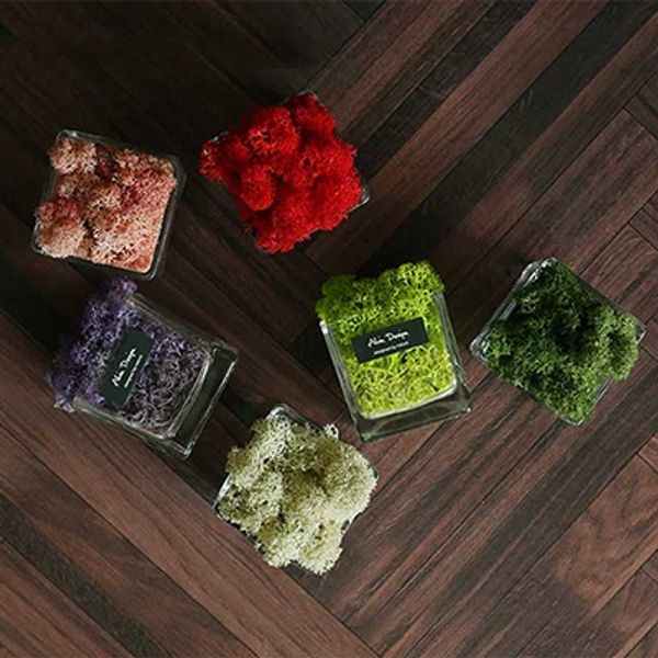 Alvin Design [앨빈디자인] 스칸디아모스 인테리어 사각 유리화분 - 핫트랙스