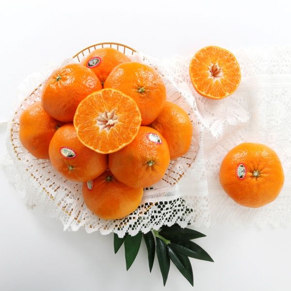 sinsunplay [초록자연] 레드향 3kg(8-10과) 제주 감귤 - 핫트랙스