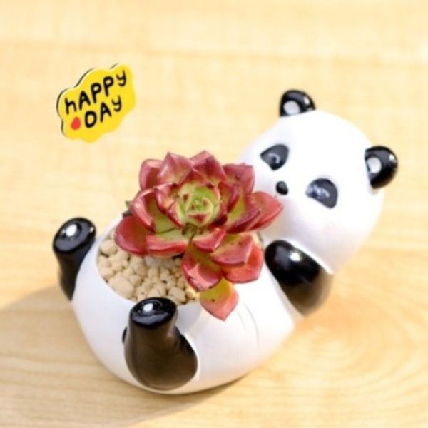 hobby's ROOGO 루고 다육이 화분 작은자연 팬더 - 핫트랙스