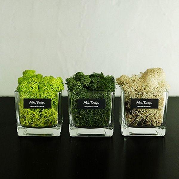 Alvin Design [앨빈디자인] 스칸디아모스 인테리어 사각 유리화분 - 핫트랙스