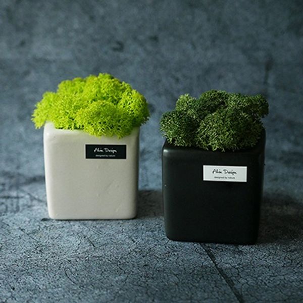 Alvin Design [앨빈디자인] 스칸디아모스 인테리어 미니 자기화분 - 핫트랙스