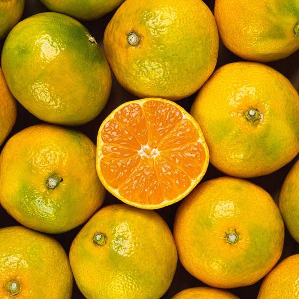 mimi's bobsang 제철맞은 꿀달콤 햇 제주감귤 4.5kg 로얄소과 (2S-S) - 핫트랙스