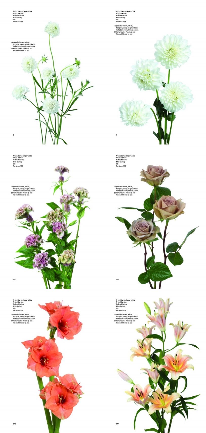 Flower Color Guide | Darroch, Putnam - 교보문고