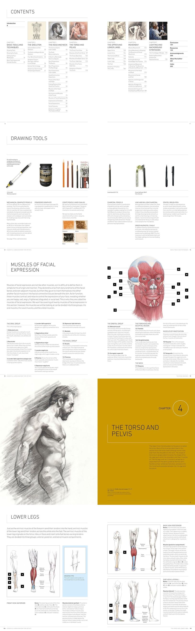 Essential Human Anatomy for Artists | Ken Goldman - 교보문고