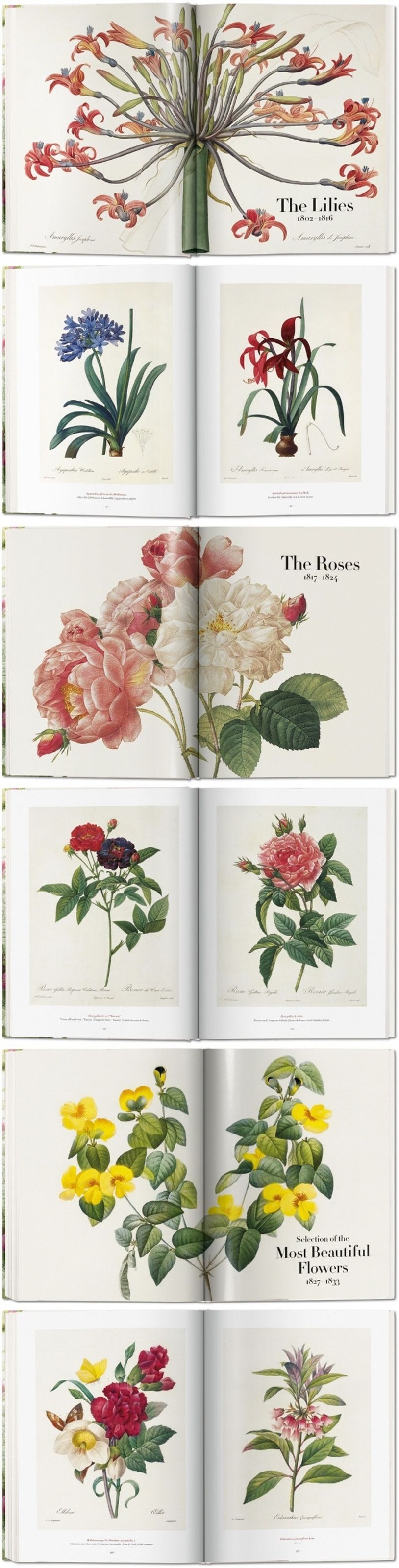 Redoute The Book of Flowers | Lack, H. Walter - 교보문고